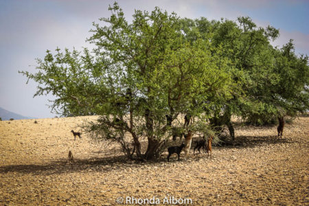 Is Moroccan Argan Oil from Goat Poop? Our Unusual Adventure