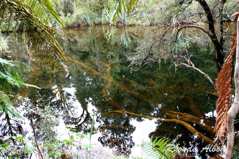 Kahikatea Swamp Forest Walk Along Ship Creek in New Zealand