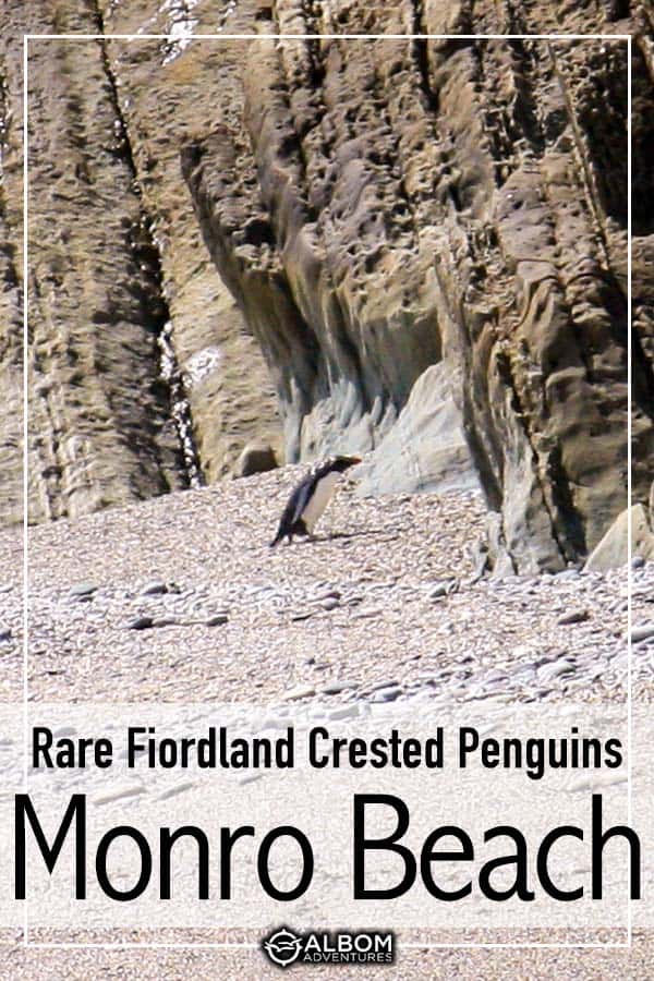 Majestic Fiordland Crested Penguin Seen on Monro Beach Walk