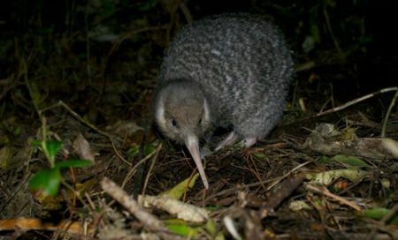 Where to See Kiwi in New Zealand: Insider Guide to 27 Spots