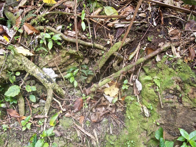 Zealandia, New Zealand Wildlife the Way Nature Intended