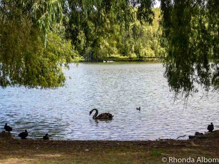 18 Best Parks in Auckland for Walking, Hiking, and Natural Beauty