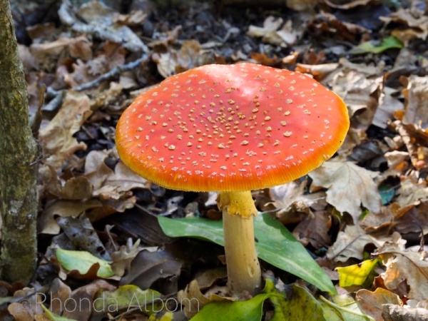 Photos: Colorful Mushrooms Seen While Hiking in Auckland