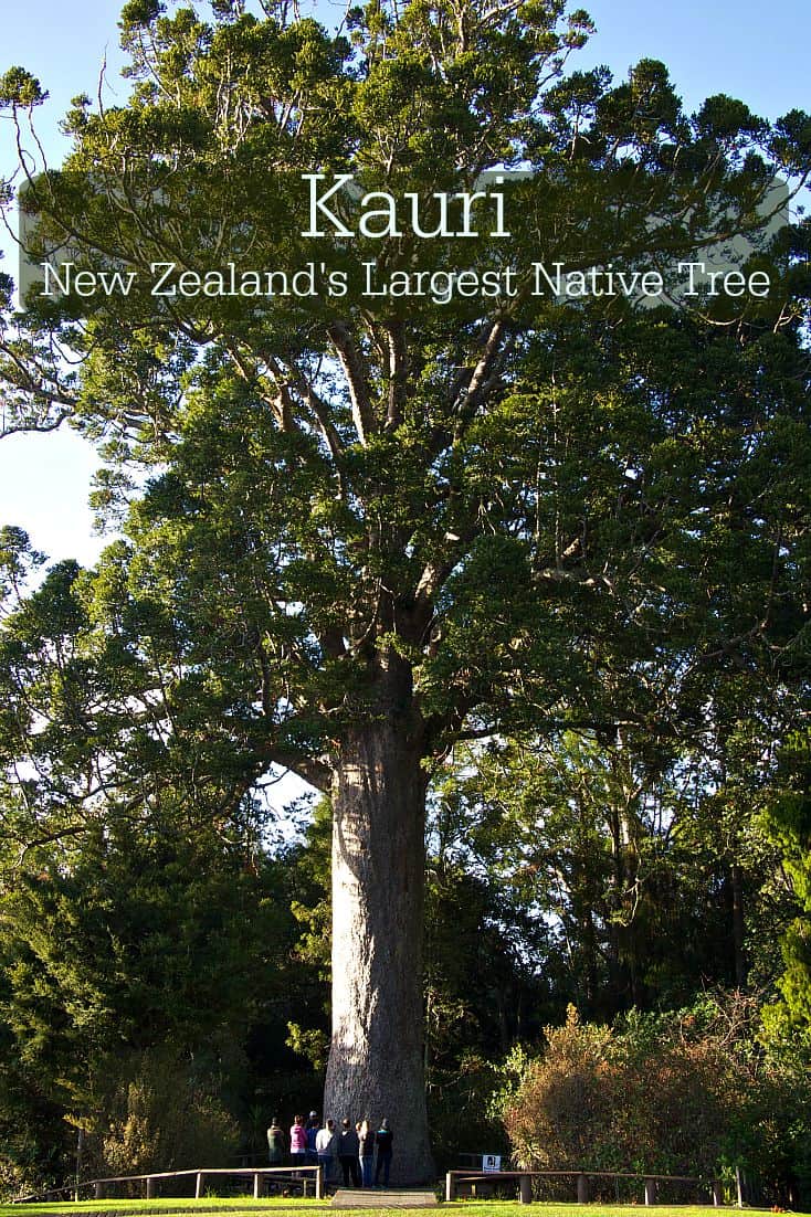 Things to Do in Warkworth: Parry Kauri Park, Sheepworld and More