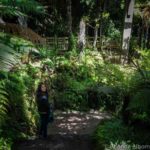 Auckland Domain Wintergardens: Natural Beauty in Auckland's Oldest Park ...