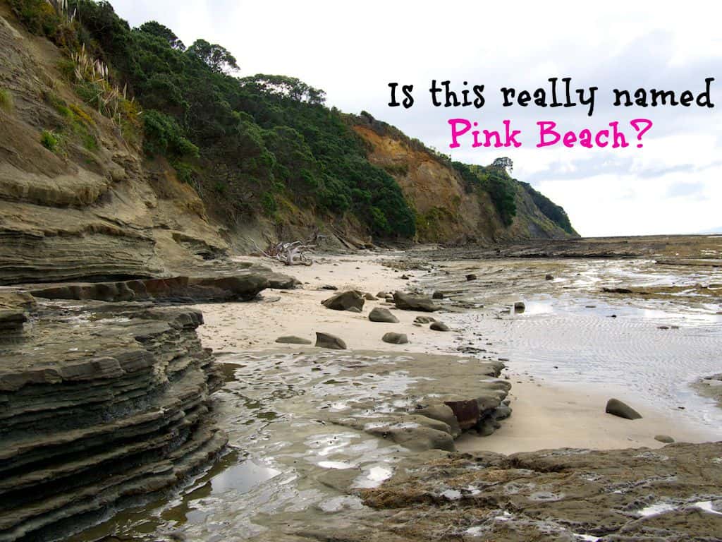 Wondering Why It's Called Pink Beach? (Auckland, New Zealand)
