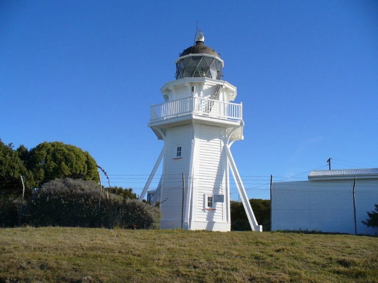 Rare Yellow-Eyed Penguins at Katiki Point Lighthouse in NZ