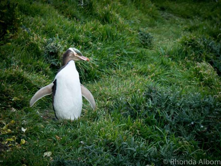18 Places to See Penguins in New Zealand