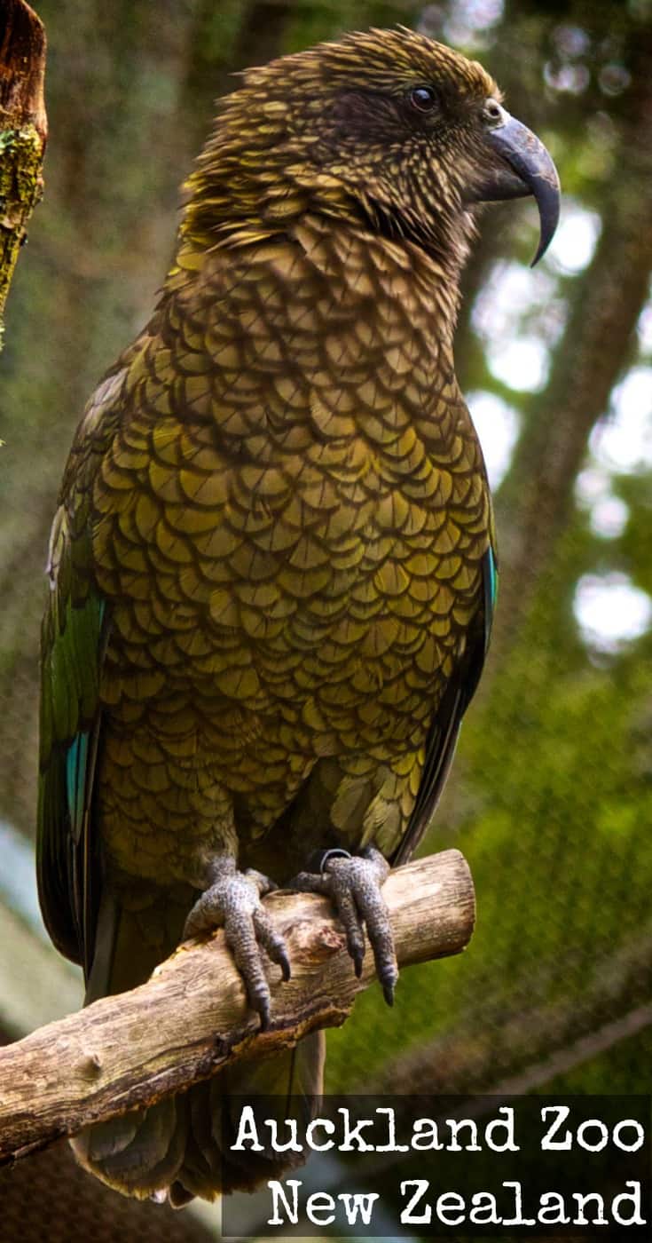 Eco-friendly Auckland Zoo Animals Makes a Great Family Outing