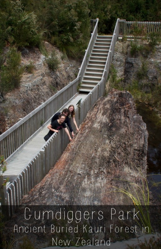 Gumdiggers Park: See Ancient Kauri in New Zealand