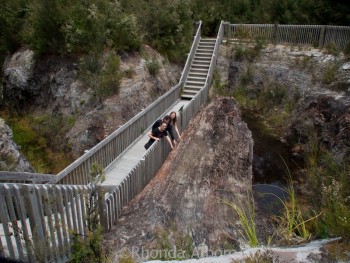 Gumdiggers Park: See Ancient Kauri in New Zealand