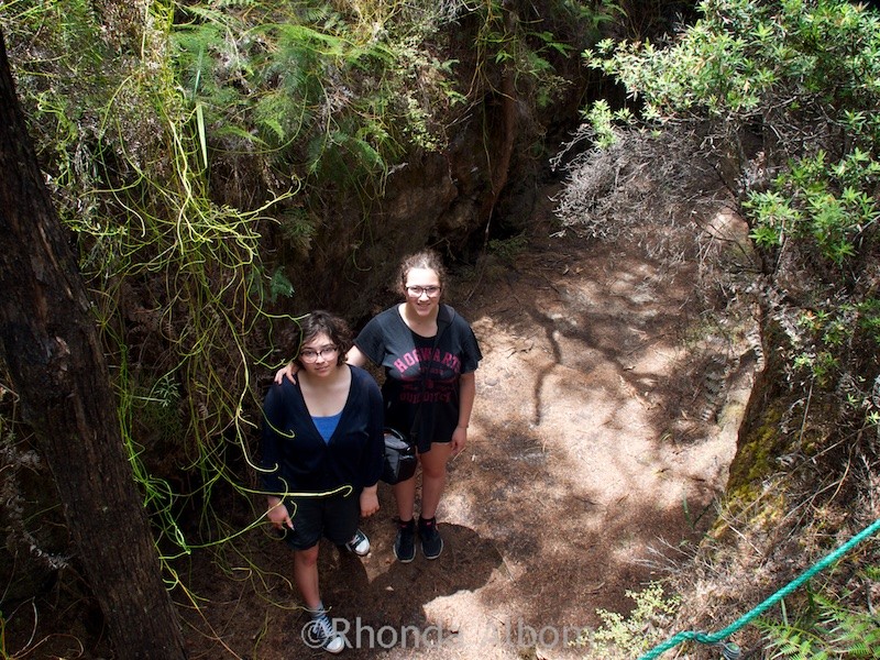 Gumdiggers Park: See Ancient Kauri in New Zealand