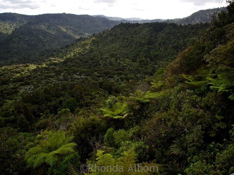 Arataki Visitor Centre: an Auckland Rainforest Exploration
