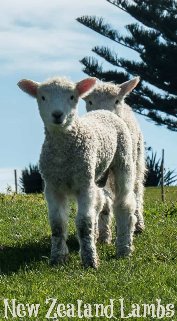 Adorable Baby Lambs: Why I Love Springtime in New Zealand