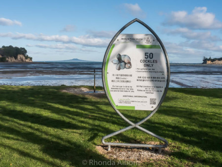Where to Find Cockles: Collecting Cockles at Okoromai Bay, NZ