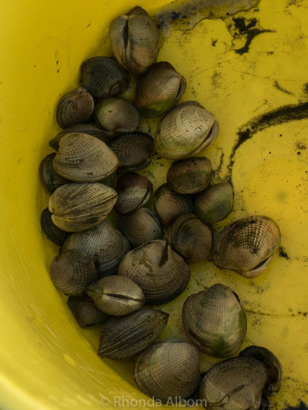 Where to Find Cockles: Collecting Cockles at Okoromai Bay, NZ