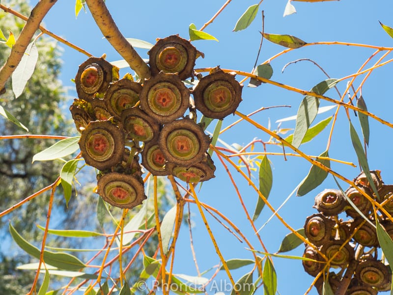 Photos of Kings Park and Botanic Gardens in Perth Australia