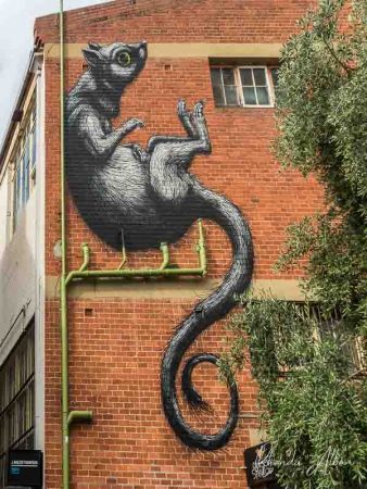 Street Art in Perth: Huge Murals and Sculptures in Australia