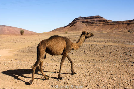 Colors of the Sahara Desert: A Travel Photography Exposé