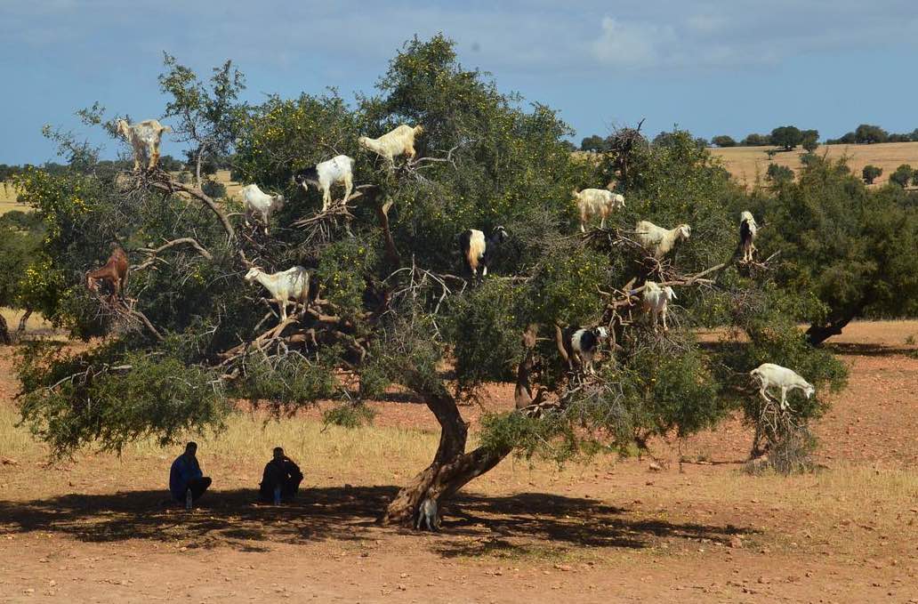 Is Moroccan Argan Oil from Goat Poop? Our Unusual Adventure