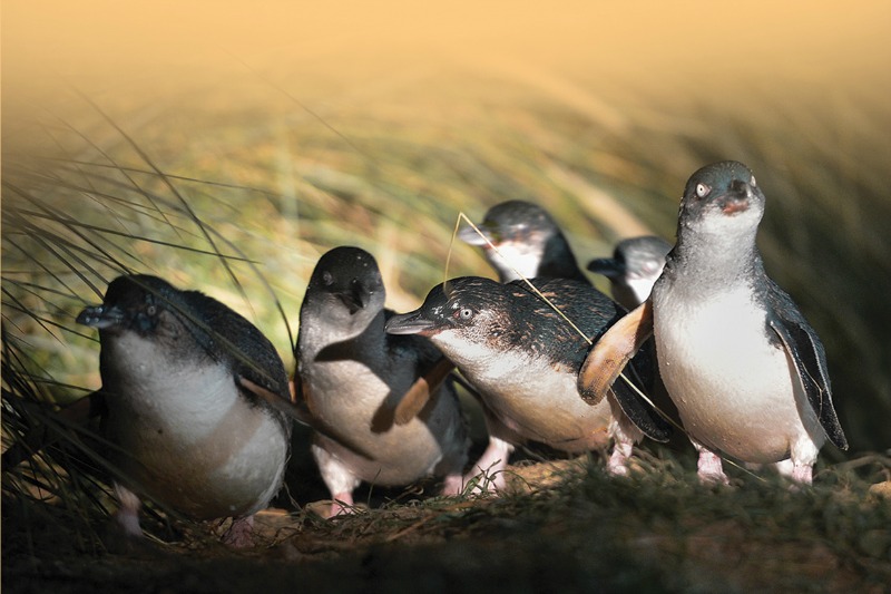 Royal Albatross Centre: We Saw Tiny Penguins and Huge Seabirds