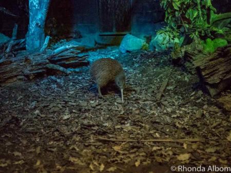 Where to See Kiwi in New Zealand: Insider Guide to 27 Spots