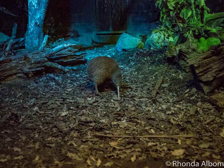 Where to See Kiwi in New Zealand: Insider Guide to 27 Spots