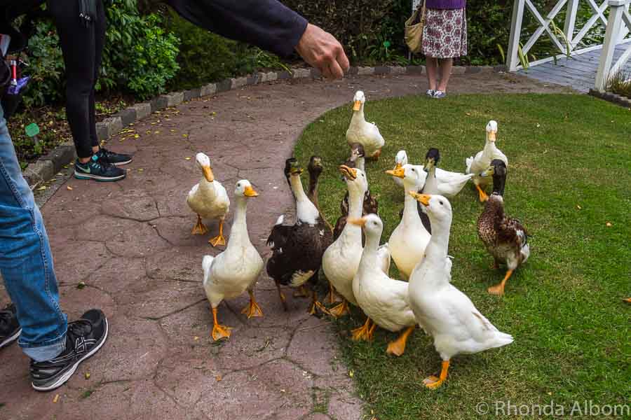 Ngatea Water Gardens: Nature with a Sense of Humour in New Zealand