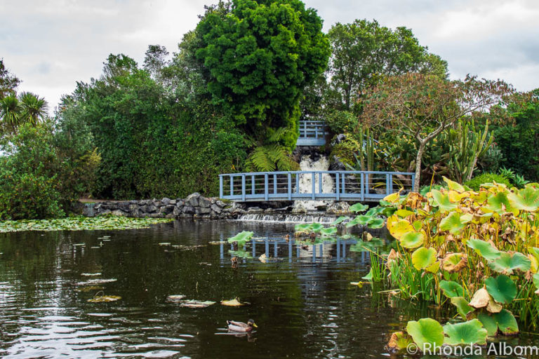 Ngatea Water Gardens: Nature with a Sense of Humour in New Zealand