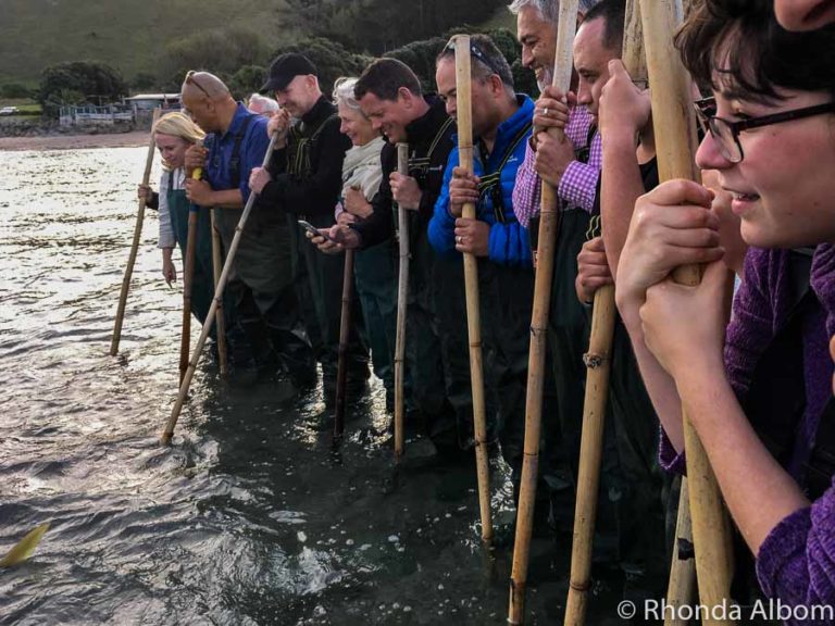 Dive Tatapouri: Wild Stingray Feeding, Gisborne New Zealand