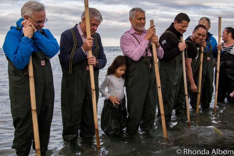 Dive Tatapouri: Wild Stingray Feeding, Gisborne New Zealand