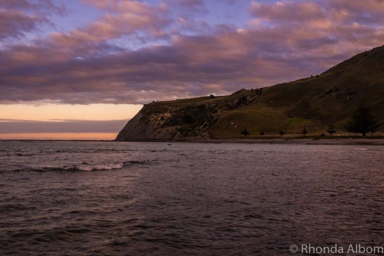 Dive Tatapouri: Wild Stingray Feeding, Gisborne New Zealand