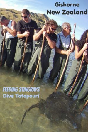 Dive Tatapouri: Wild Stingray Feeding, Gisborne New Zealand