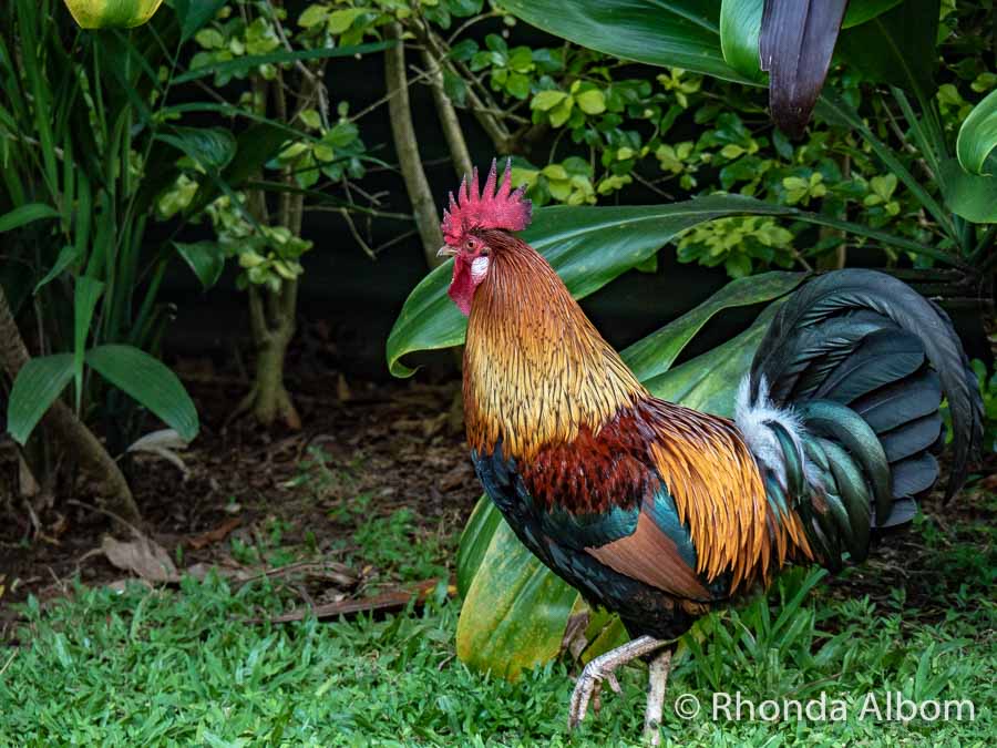 Rarotonga Travel Guide: What You Need to Know Before You Visit