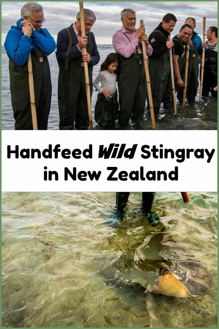 Dive Tatapouri: Wild Stingray Feeding, Gisborne New Zealand