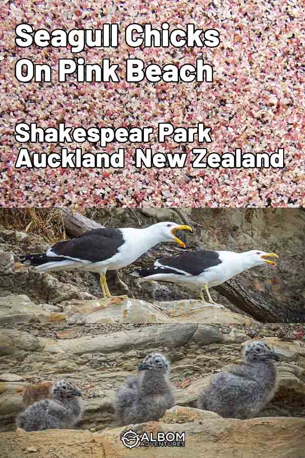 Wondering Why It's Called Pink Beach? (Auckland, New Zealand)