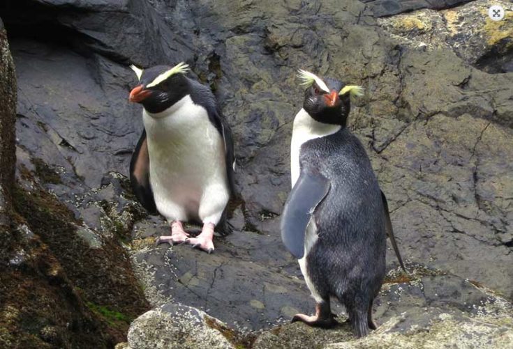 Majestic Fiordland Crested Penguin Seen on Monro Beach Walk