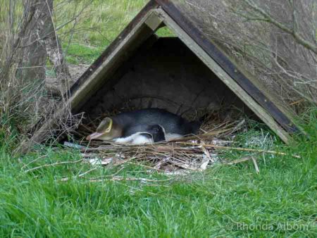 18 Places to See Penguins in New Zealand
