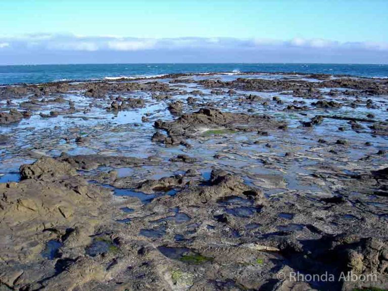 18 Places to See Penguins in New Zealand