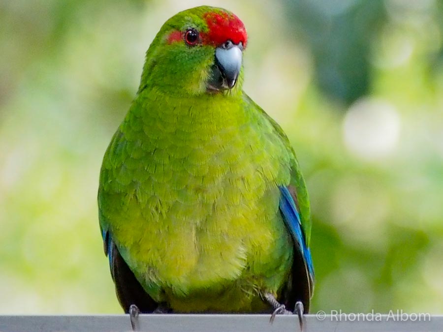 Tiritiri Matangi Island: How to See Rare and Endangered Birds in Auckland