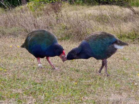 Tiritiri Matangi Island: How to See Rare and Endangered Birds in Auckland
