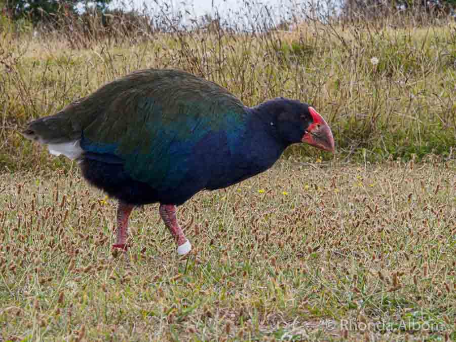 Tiritiri Matangi Island: An Open Bird Sanctuary in Auckland
