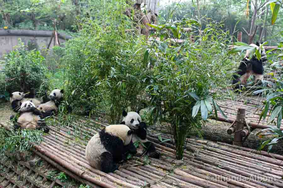 Chengdu Itinerary: See Pandas, Opera, Hot Pot, Giant Buddha
