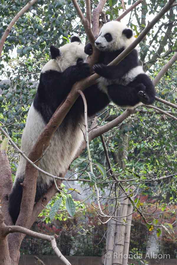Chengdu Itinerary: See Pandas, Opera, Hot Pot, Giant Buddha