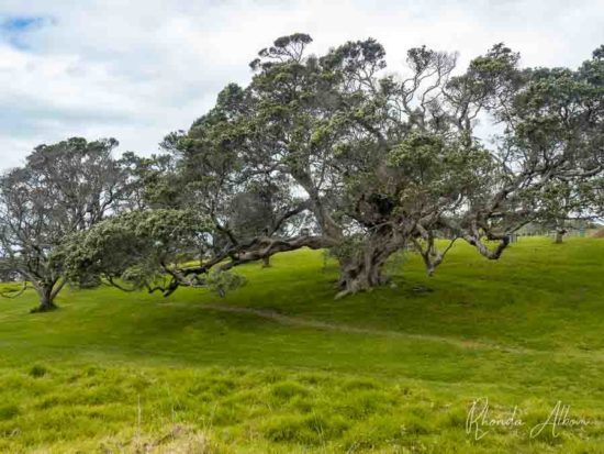 18 Best Parks in Auckland for Walking, Hiking, and Natural Beauty