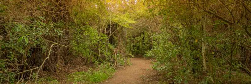 18 Best Parks in Auckland for Walking, Hiking, and Natural Beauty
