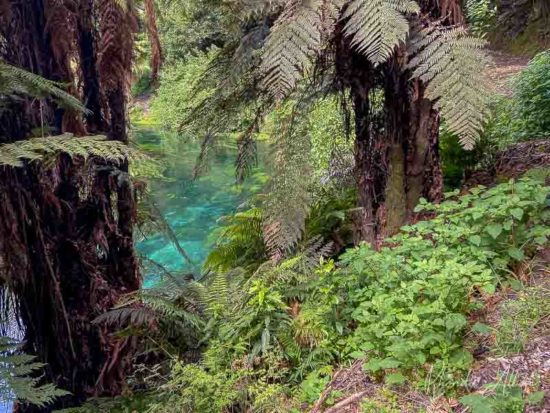 Blue Spring Putaruru: Crystal Clear Water at Te Waihou Walkway