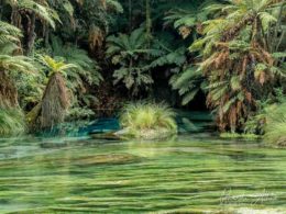 Blue Spring Putaruru: Crystal Clear Water at Te Waihou Walkway