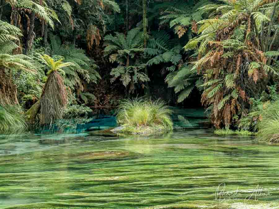 Blue Spring Putaruru: Crystal Clear Water at Te Waihou Walkway