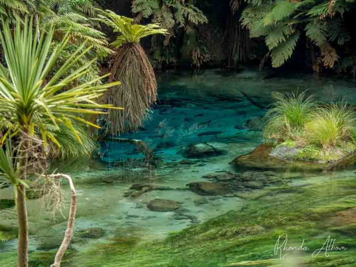 Blue Spring Putaruru: Crystal Clear Water at Te Waihou Walkway